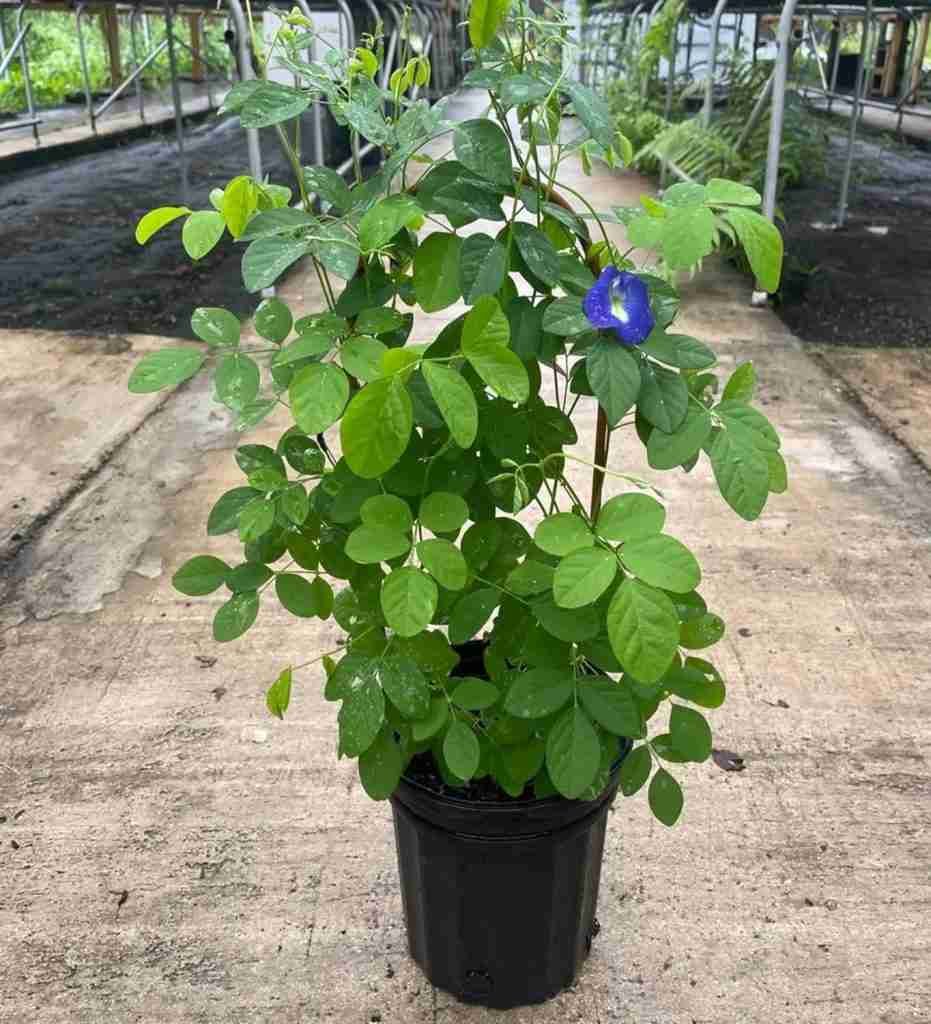 1 Aparajita Shankupushpam Blue Butterfly Pea Plant